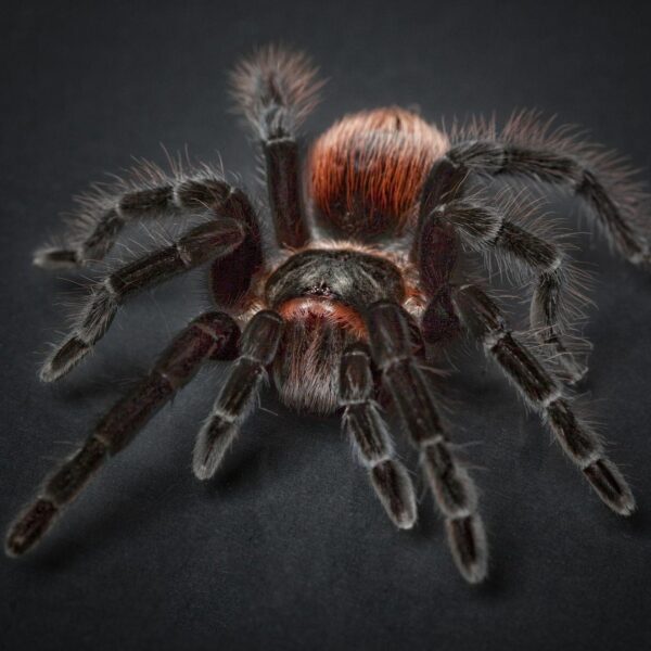 516: Tarantula Lil's [Creepypasta] | Blood and Vampires - Stories ...