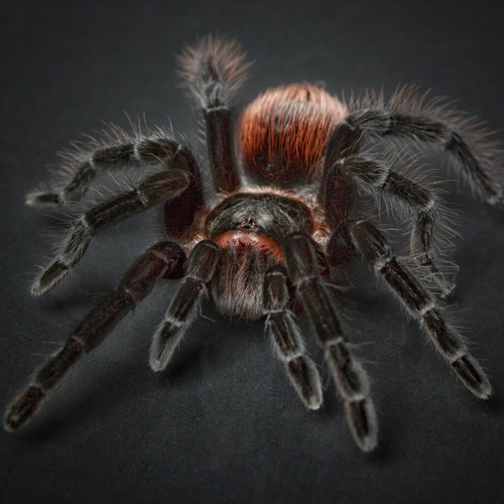 516: Tarantula Lil’s [Creepypasta] | Blood and Vampires - Stories ...